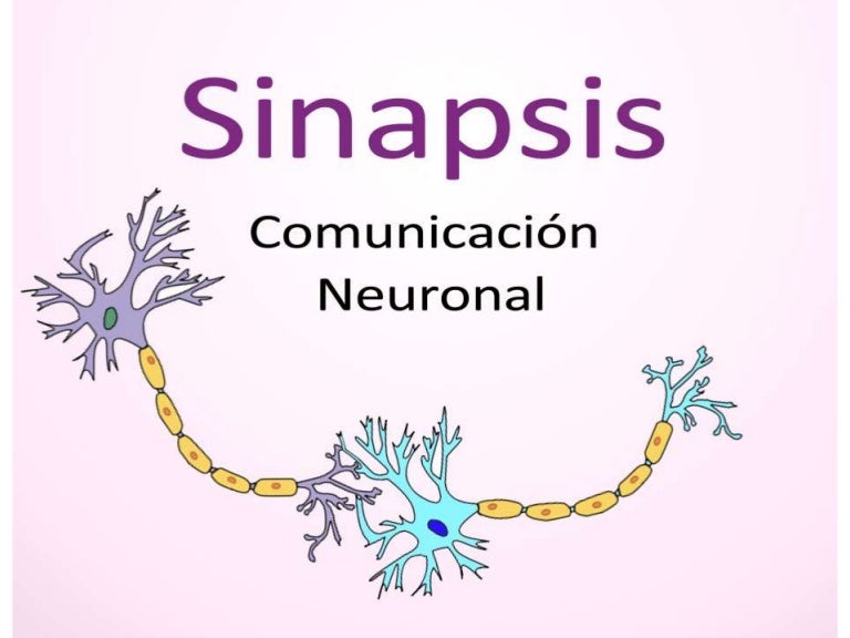 Sinapsis
