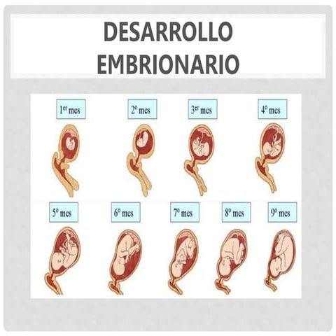 desarrollo del embrión | PPTX
