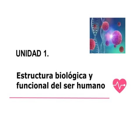 Presentación1. Estructura biológica y funcional del ser humano. pptx | PPTX