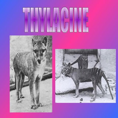Thylacine the tasmanian tiger | PPTX