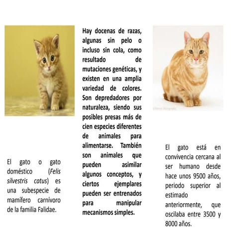 Gatitos | PPTX