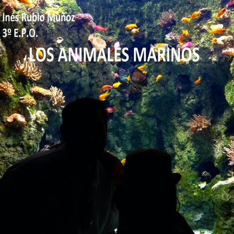 Presentación animales marinos | PPT