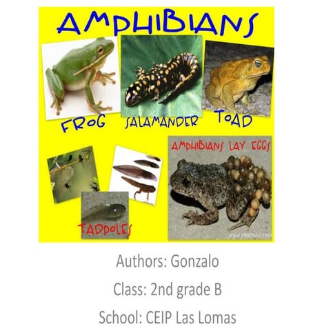 Amphibians - Animals 2 - CEIP Las Lomas | PPTX | Reptiles | Pets