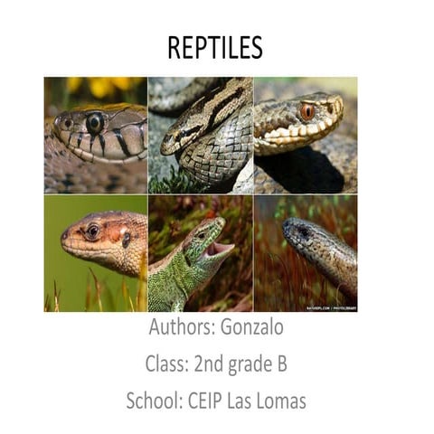 Reptiles - Animals 2 - CEIP Las Lomas | PPT