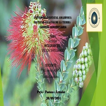 PRESENTACIÓN DE ROSIDA que esta en las angiosperma | PDF