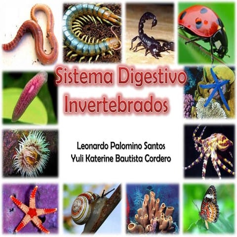 Sistemas Digestivos INVERTEBRADOS. | PPTX
