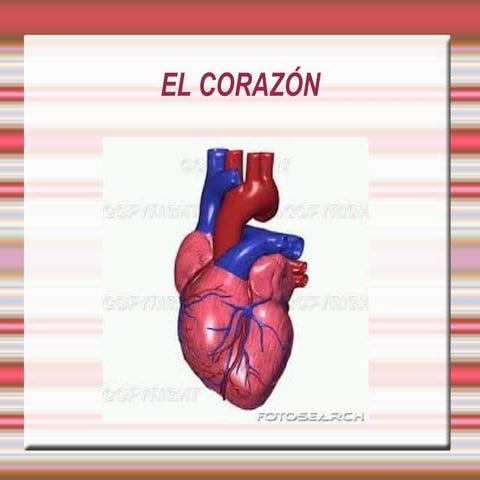 Anatomía y fisiología del corazon | PPTX