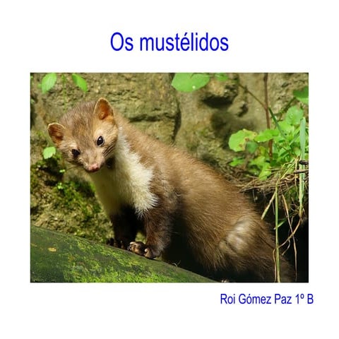 Presentación mustélidos | ODP