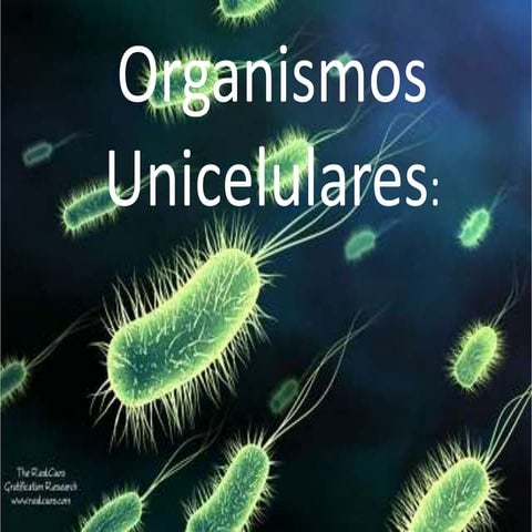 Organismos unicelulares y pluricelulares guia 3 | DOCX