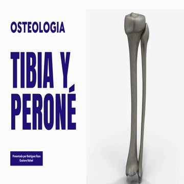 Tibia y perone presentación de anatomía humana | PDF