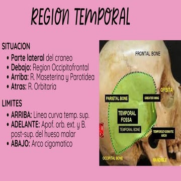 Anatomía de la Región Temporal | PPTX