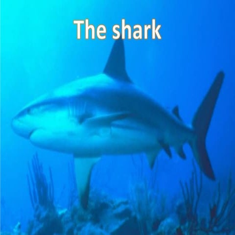 Sharks | PDF | Fish and Aquariums | Pets