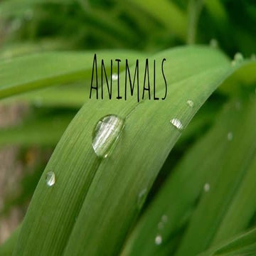 Presentación animals | PPTX