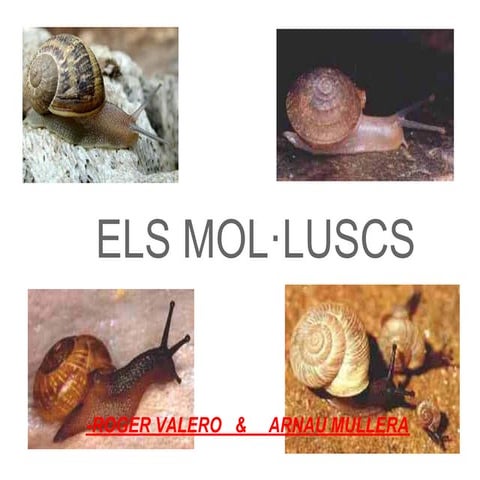ELS MOL·LUSCS Roger Valero & Arnau Mullera | PPT