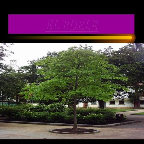 Presentacion El Roble | PPT