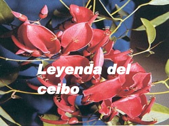 Leyenda del ceibo | PDF