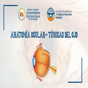 ANATOMIA OCULAR | PPTX