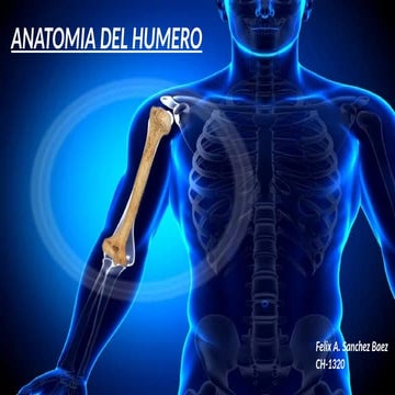 Humero | PPTX