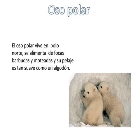 Los osos polares | PPT
