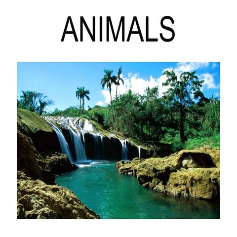 Presentacion animals | ODP