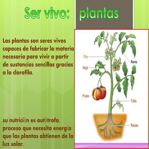 Presentacion+caracteristicas+de+los+seres+vivos | PPTX