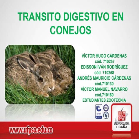 transito digestivo en conejos | PPTX