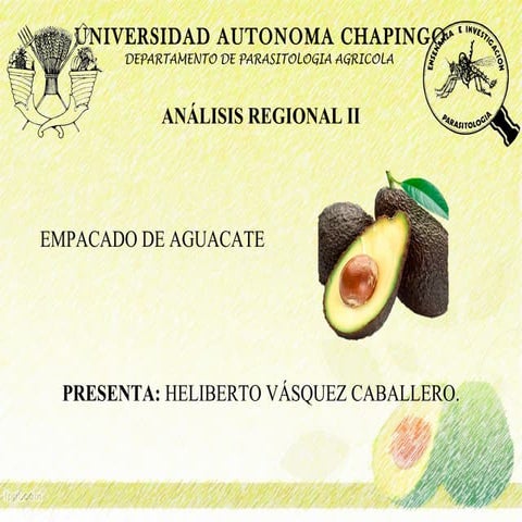 empacado aguacate postcosecha | PPT