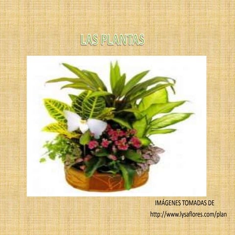 Partes de las plantas completo | PPTX