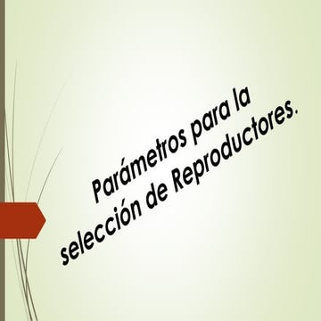 Selección de una vaca reproductora.pptx