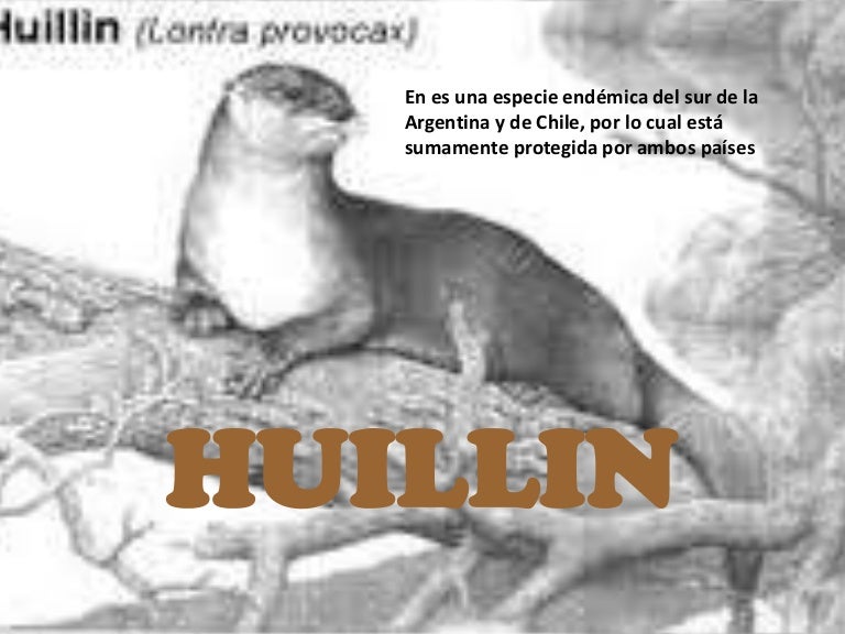 Presentacion huillin