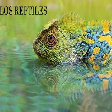 Presentación acerca de Los Reptiles.pptx