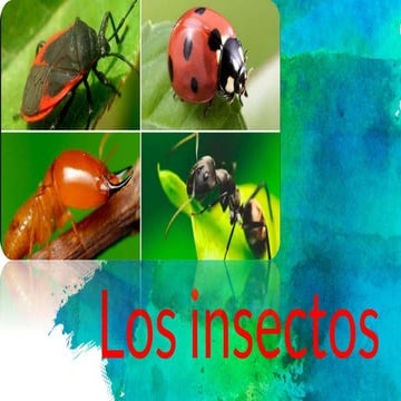 Los insectos | PPTX
