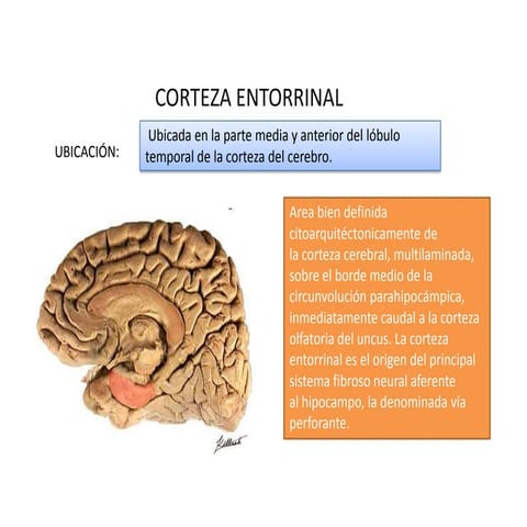 Presentacion prope | PPTX