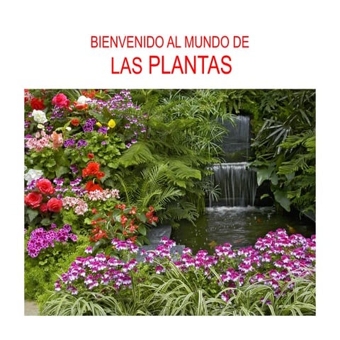 Presentaciont3 plantas | PPT