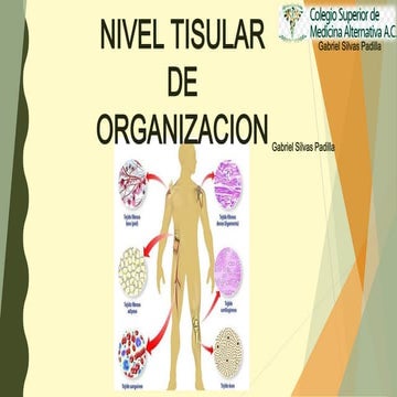 Presentacion tema nivel tisular de organizacion | PDF