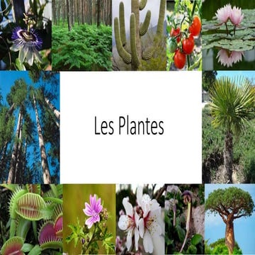 Les plantes