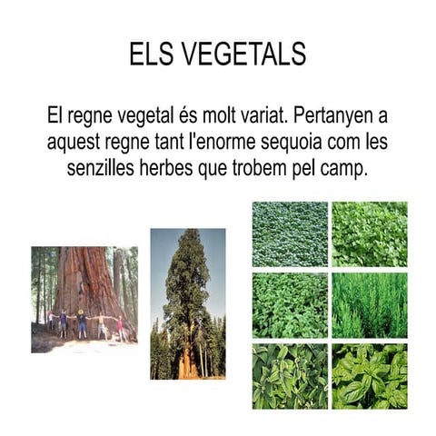 Presentació vegetals | PPT