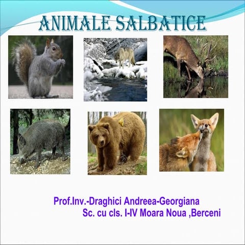 animale | PPT