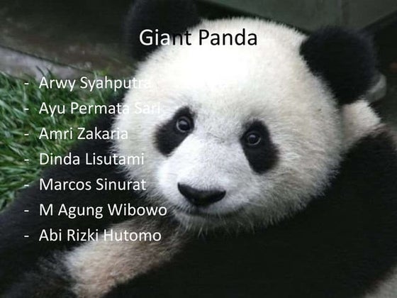 Giant panda! | PPTX | Large Animals | Pets