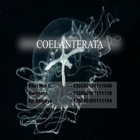 COELENTERATA | PPTX