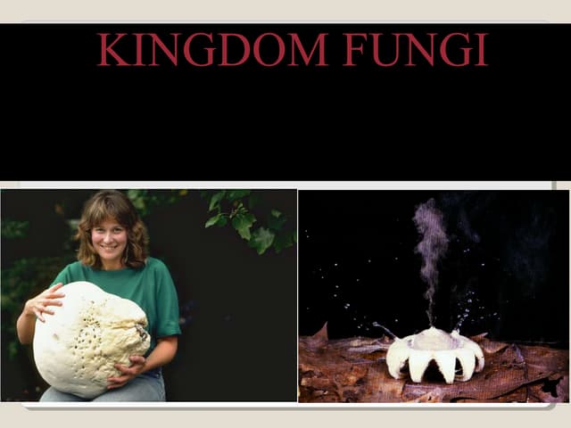 Presentasi Jamur (fungi) | PPTX