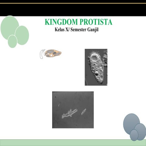 presentasi - biologi - protista - fix.ppt