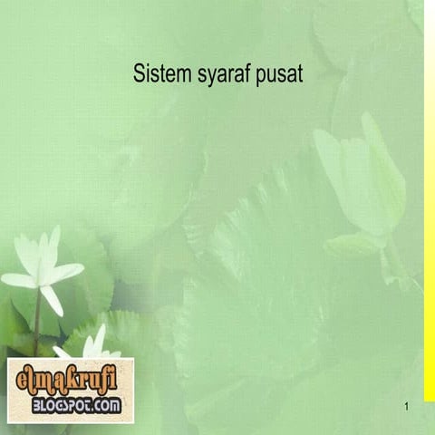 Medula spinalis | PPT