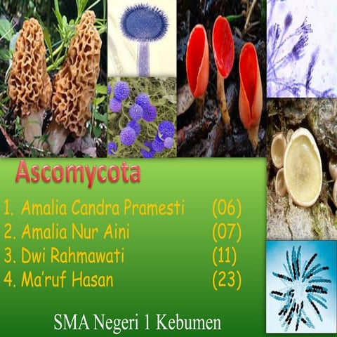Presentasi ascomycota | PPTX