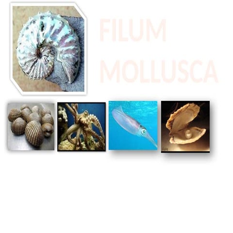 Filum mollusca and the benefits for human life | PPTX