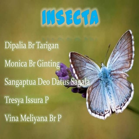 Kingdom Animalia - INSECTA | PPTX