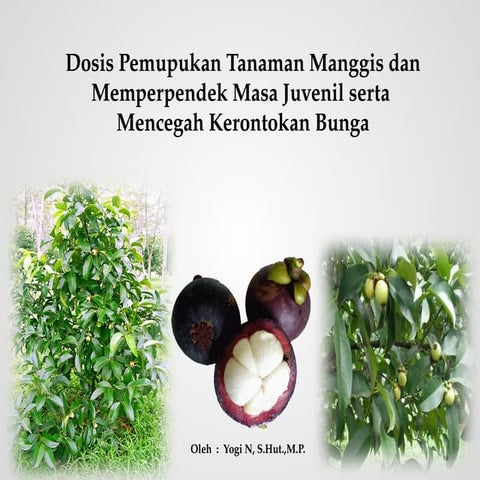 Dosis Pemupukan Tanaman Manggis dan Memperpendek Masa Juvenil serta ...