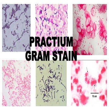 presentasi pewarnaan gram.pdffffffffffff | PDF