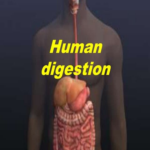 Presentation 06 - Human Digestion | PPT