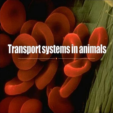Presentation 07 - Animal Transport and Circulation | PPT